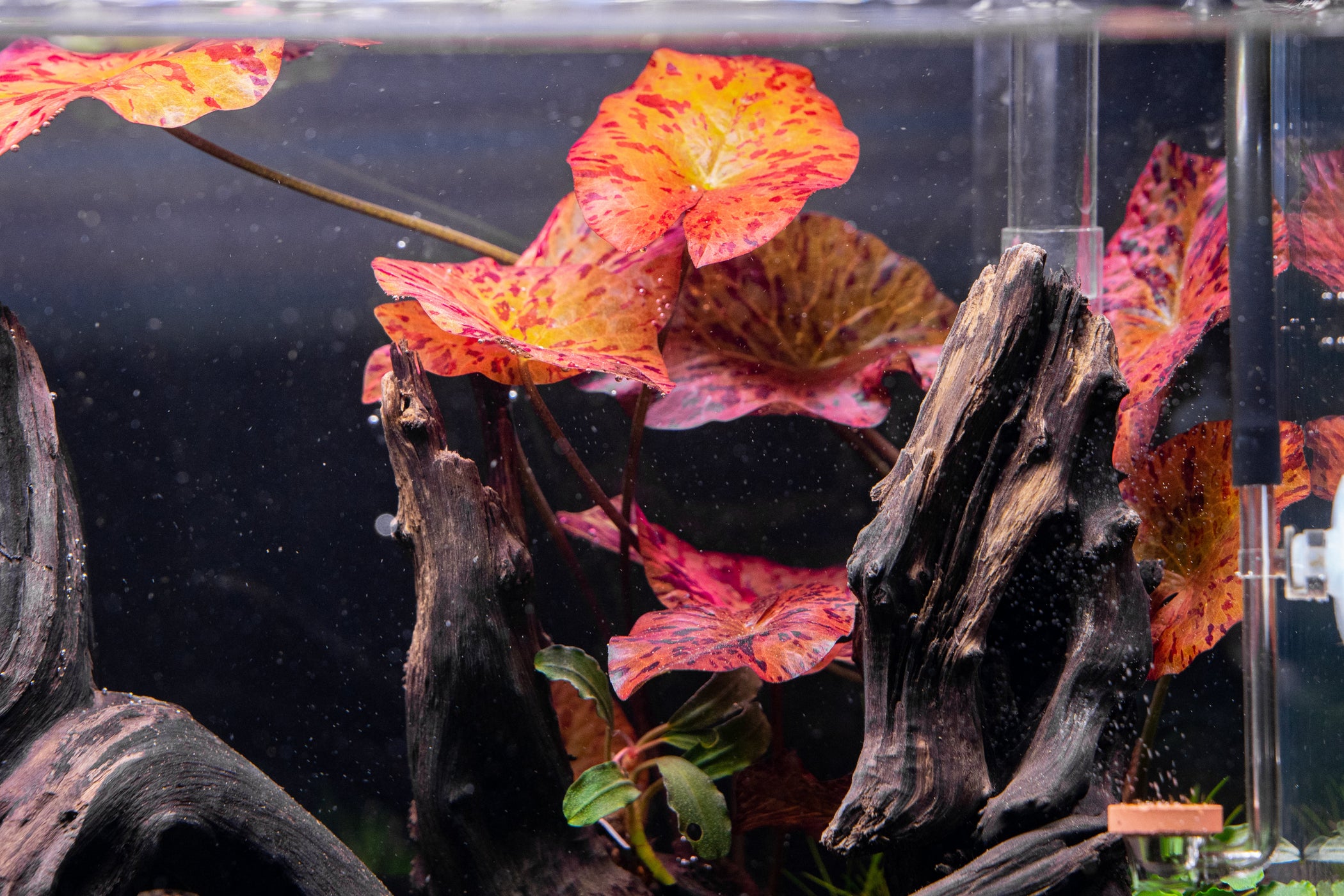 Nymphaea Tiger Lotus Aquarium Plant — Buce Plant