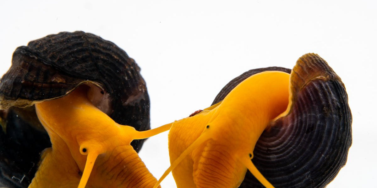 Orange Poso Rabbit Snail Freshwater Ornamental Snail — Buce Plant