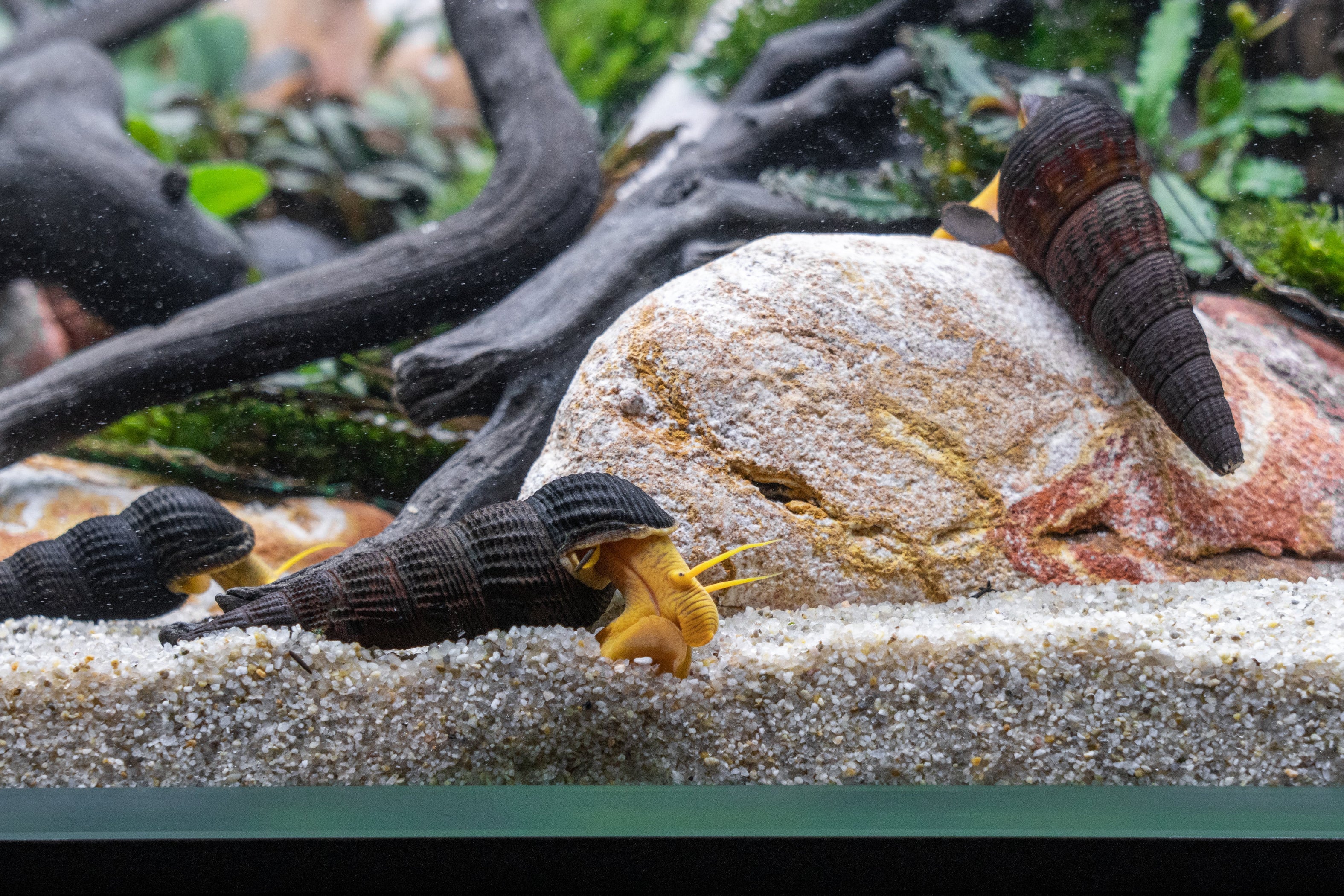 Orange Poso Rabbit Snail Freshwater Ornamental Snail — Buce Plant