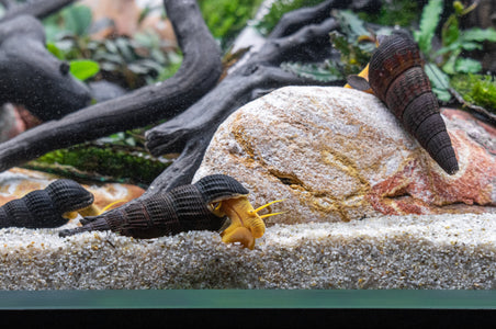 Orange Poso Rabbit Snail Freshwater Ornamental Snail — Buce Plant