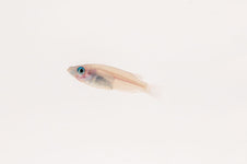 Oryzias Sp Galaxy Medaka Rice Fish - Planted Aquarium and Community ...