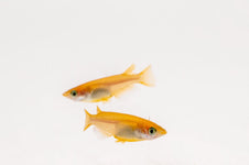Oryzias Sp Pink Medaka Rice Fish - Planted Aquarium and Community Tanks ...