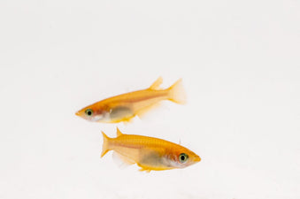 Oryzias Sp Pink Medaka Rice Fish - Planted Aquarium and Community Tanks ...