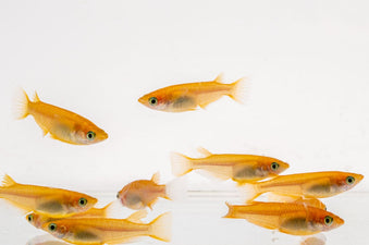 Oryzias Sp Pink Medaka Rice Fish - Planted Aquarium and Community Tanks ...