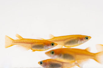 Oryzias Sp Pink Medaka Rice Fish - Planted Aquarium and Community Tanks ...