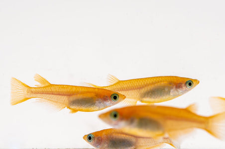 Oryzias Sp Pink Medaka Rice Fish - Planted Aquarium and Community Tanks ...