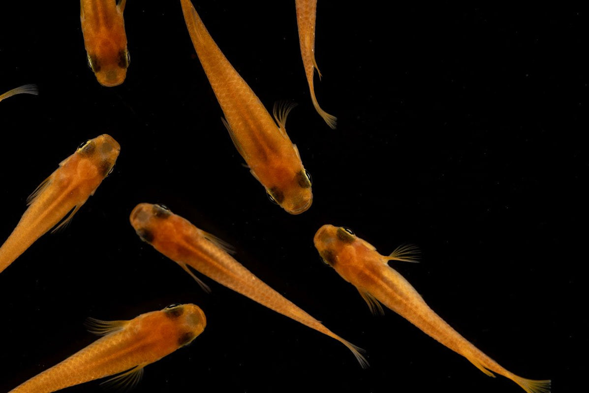 Oryzias Sp Pink Medaka Rice Fish - Planted Aquarium and Community Tanks ...