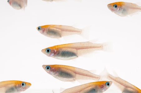 Oryzias Sp Red Cap Medaka Rice Fish - Planted Aquarium and Community ...