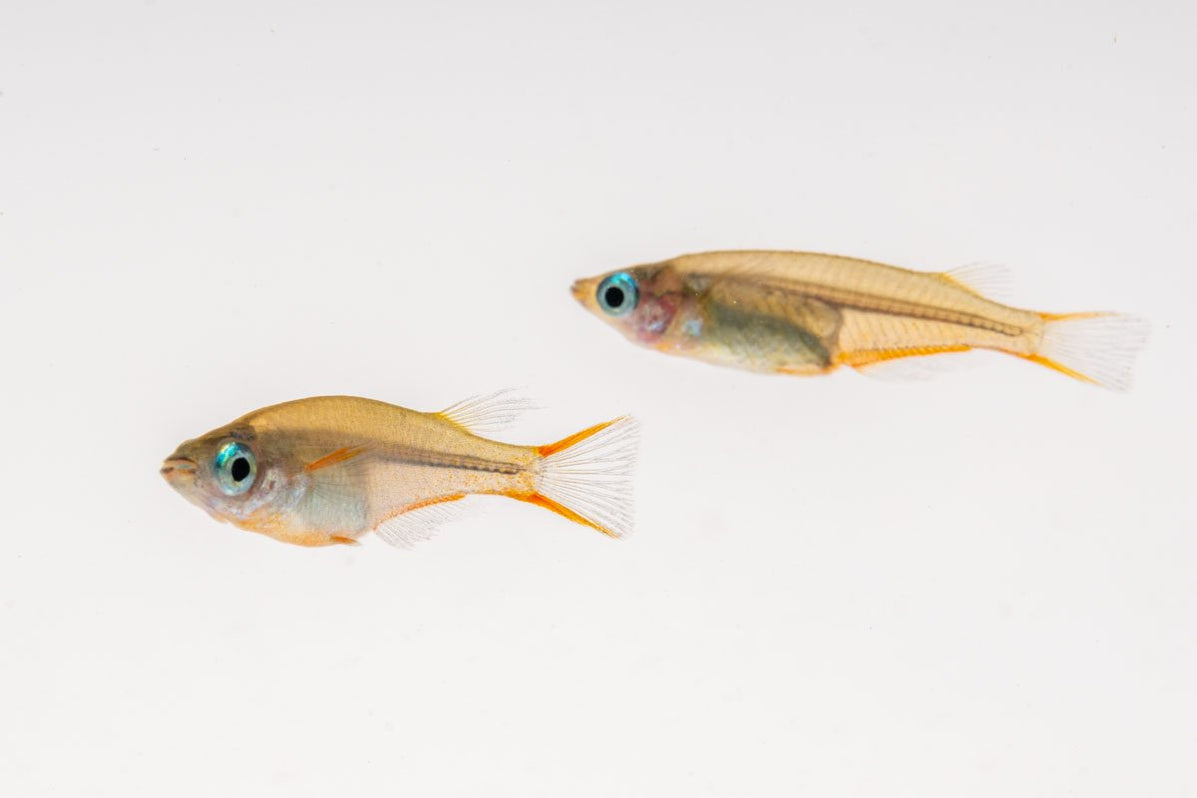 Oryzias Sp Woworae Medaka Rice Fish - Planted Aquarium and Community ...