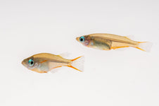 Oryzias Sp Woworae Medaka Rice Fish - Planted Aquarium and Community ...