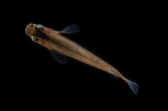 Oryzias Sp Woworae Medaka Rice Fish - Planted Aquarium and Community ...
