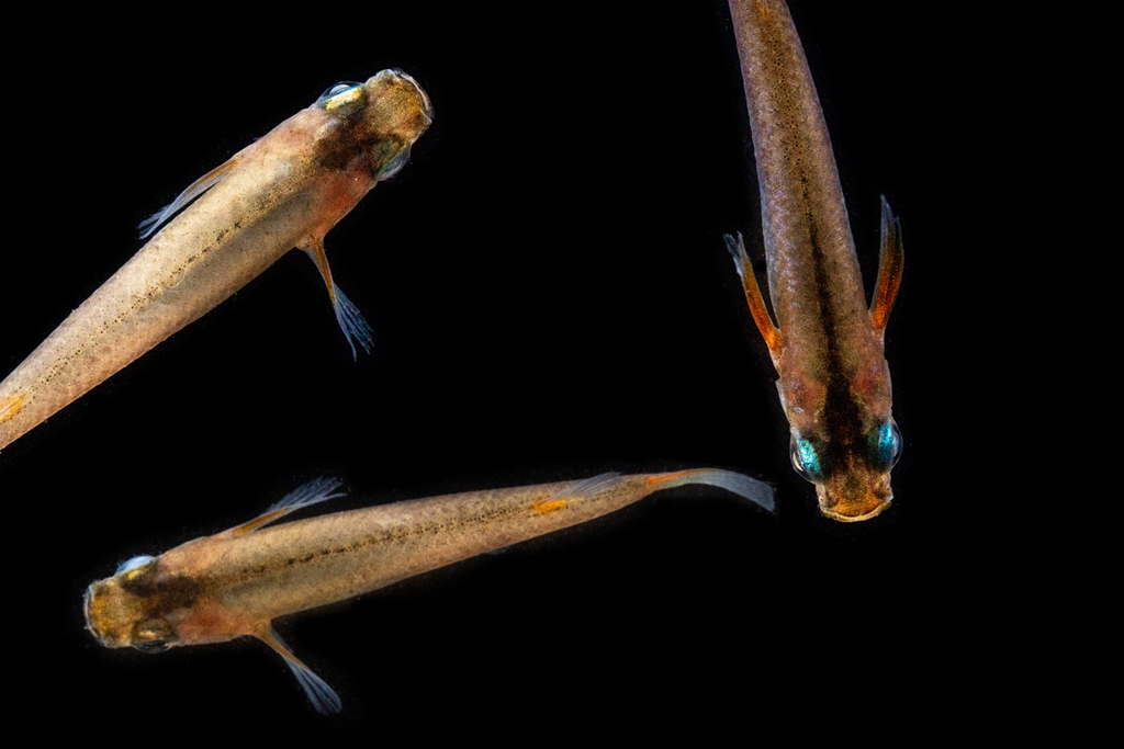 Japanese Rice Fish — Buce Plant