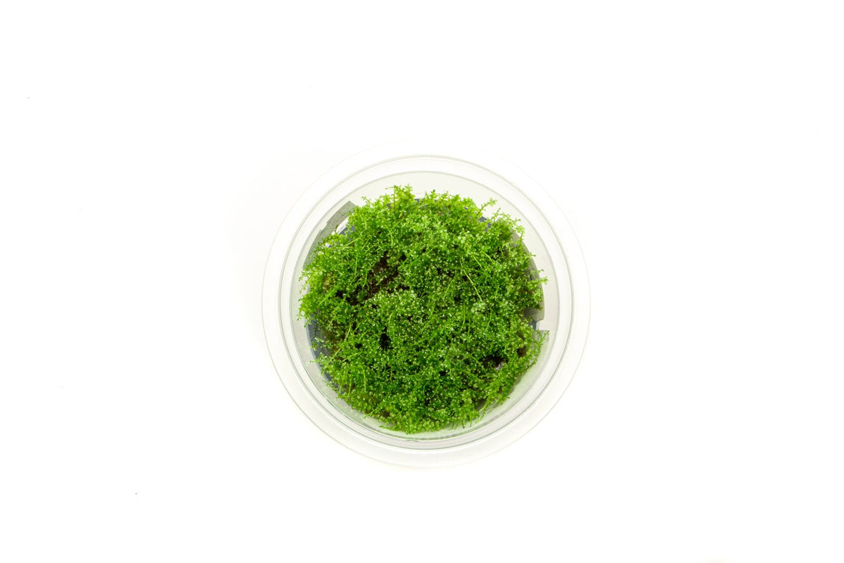 Pearl Moss Aquatic Farmer Tissue Culture Aquarium Plant — Buce Plant