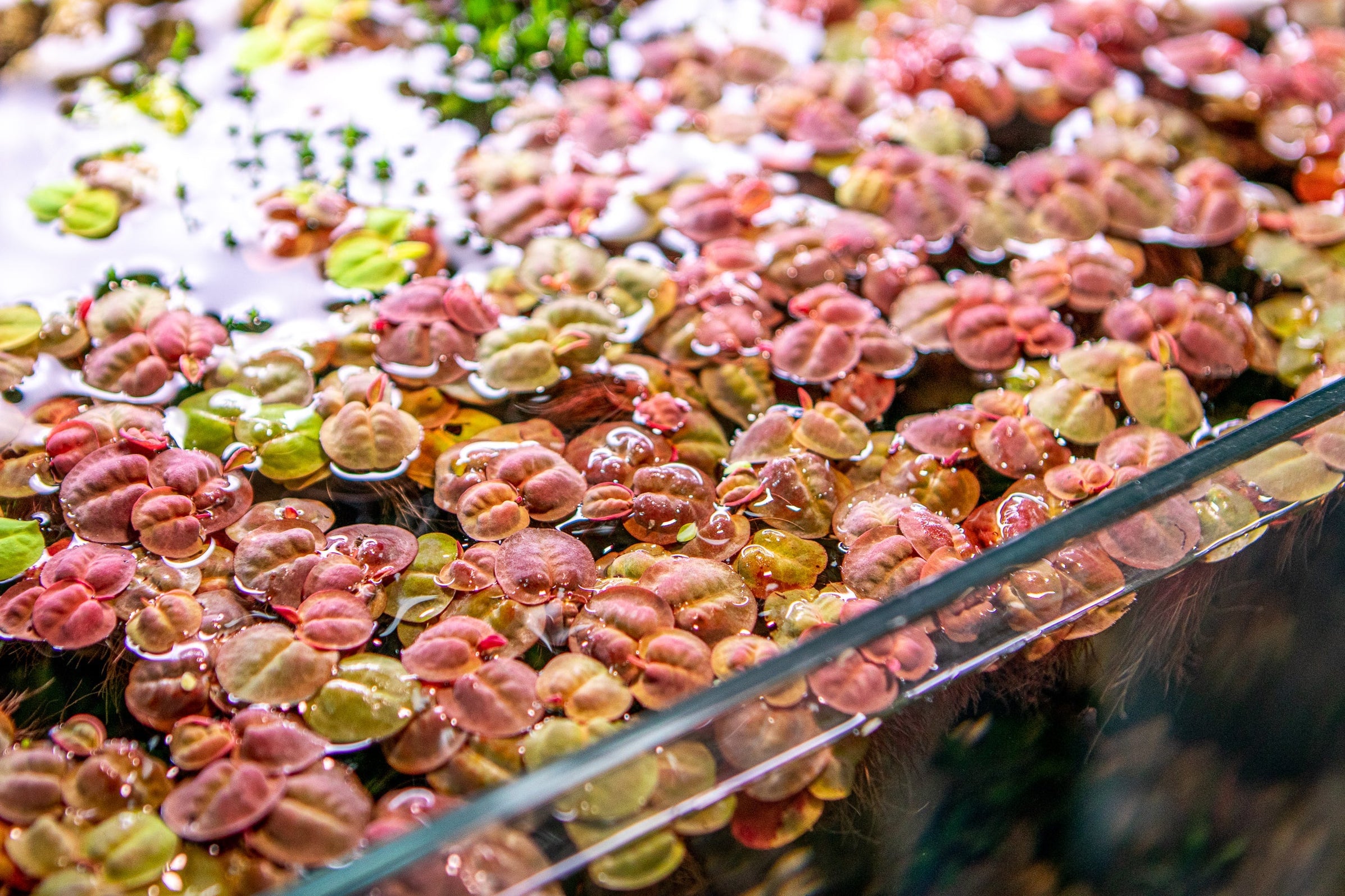 Phyllanthus Fluitans Red Root Floater — Buce Plant