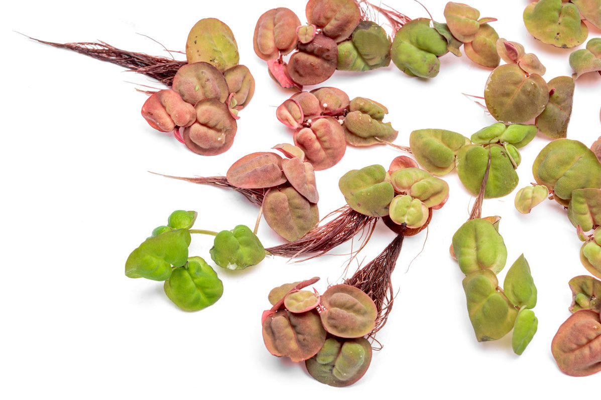 Phyllanthus Fluitans Red Root Floater — Buce Plant