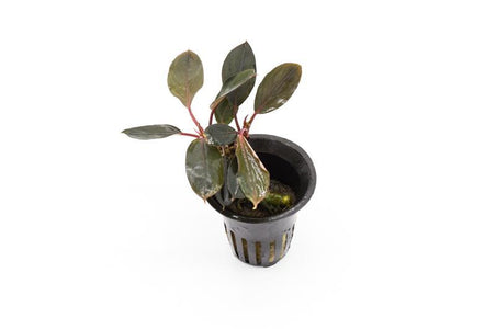 Bucephalandra Pink Lady — Buce Plant