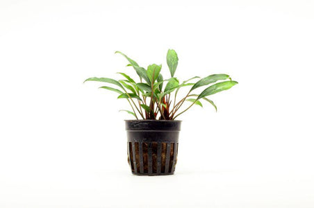 Piptospatha Ridleyi Aquarium Plant — Buce Plant