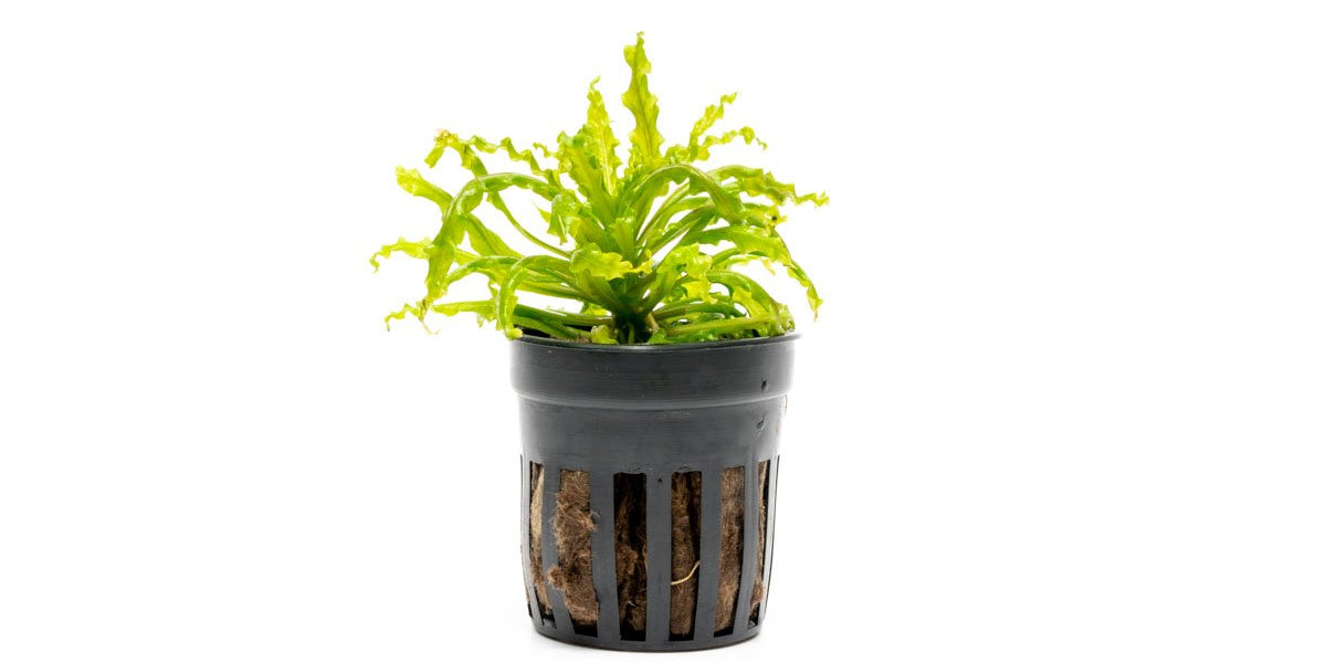 Pogostemon Helferi 'Downoi' — Buce Plant