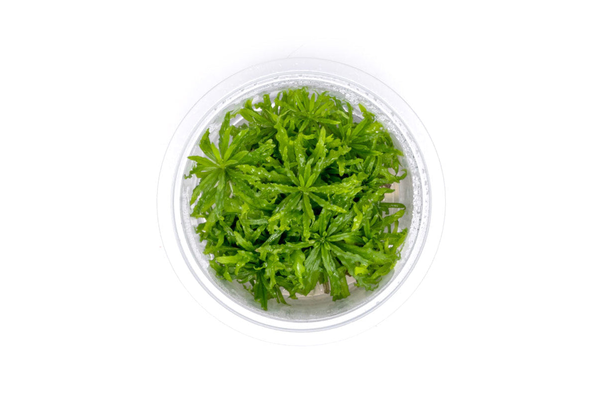 Pogostemon Helferi 'Downoi' Aquatic Farmer Tissue Culture — Buce Plant