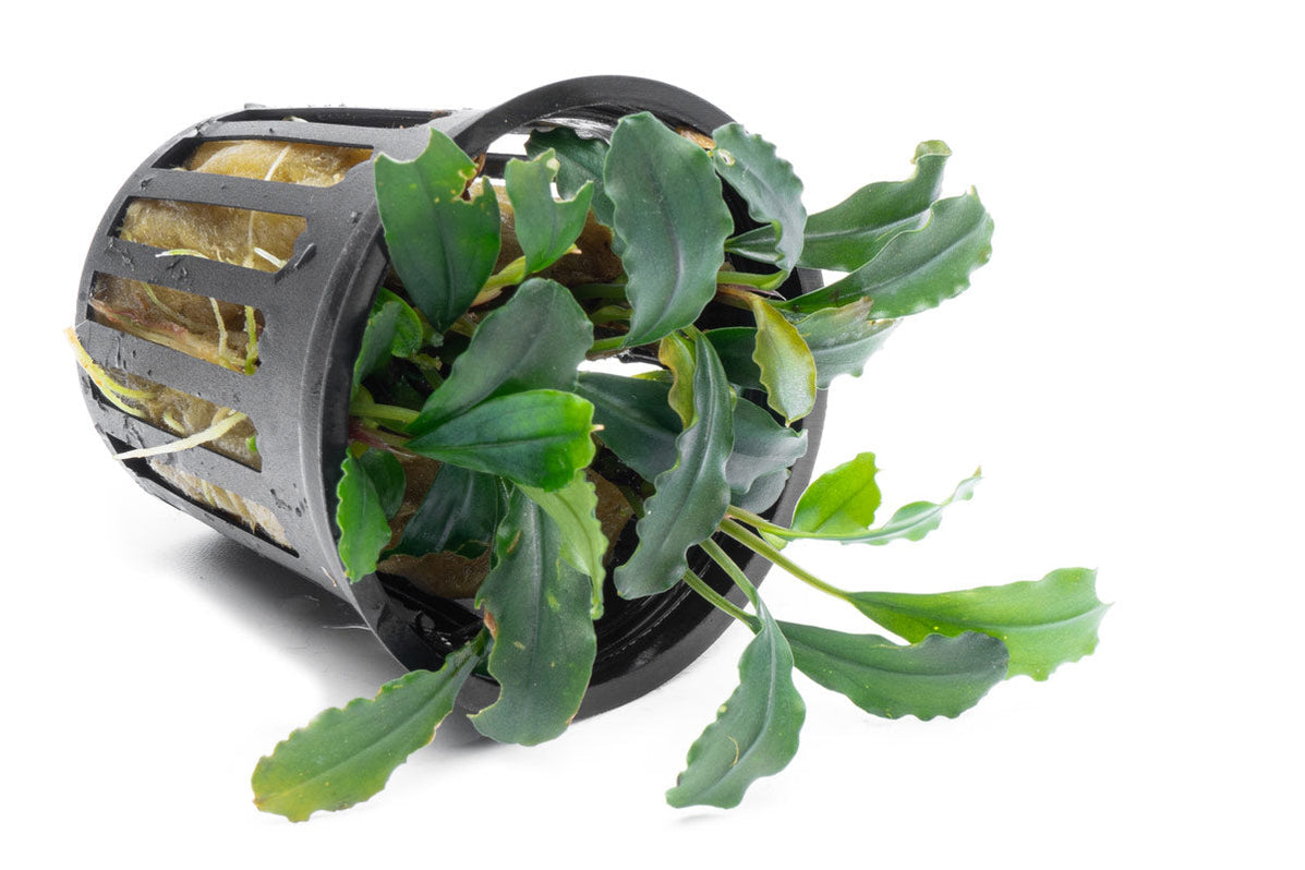 Bucephalandra Red Blade Pot - Buce Plant