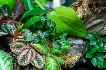 Bucephalandra Red Blade Pot - Buce Plant