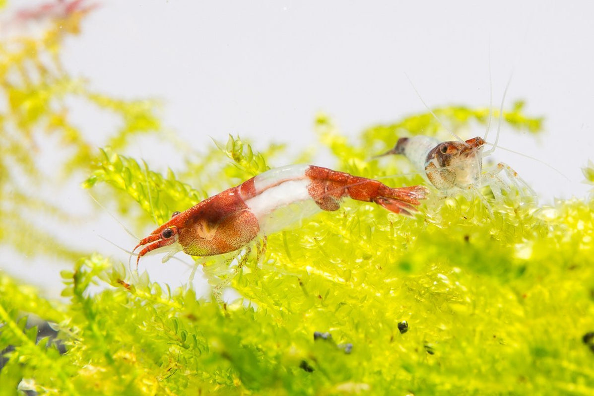 Red Rili Shrimp — Buce Plant