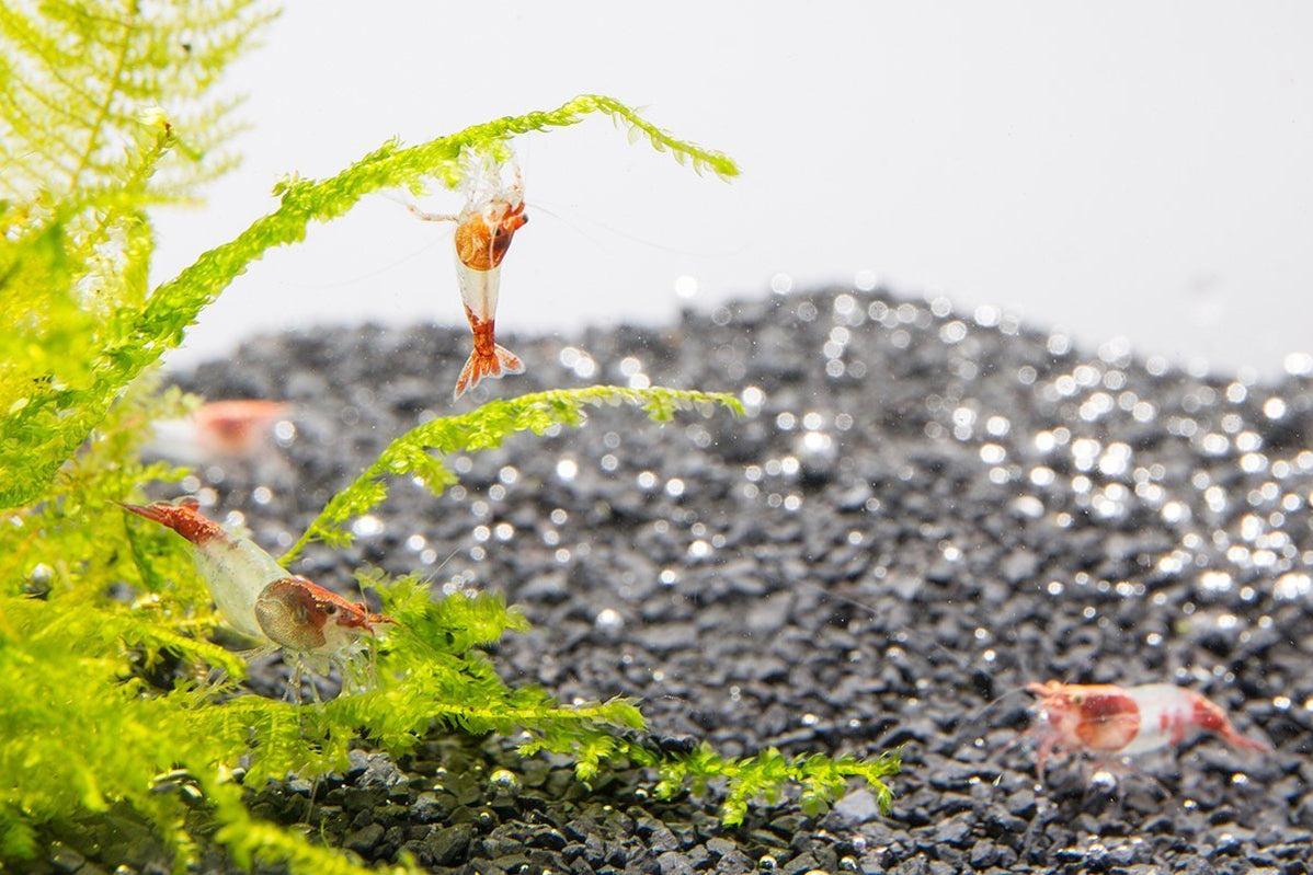 Neocaridina Shrimp — Buce Plant
