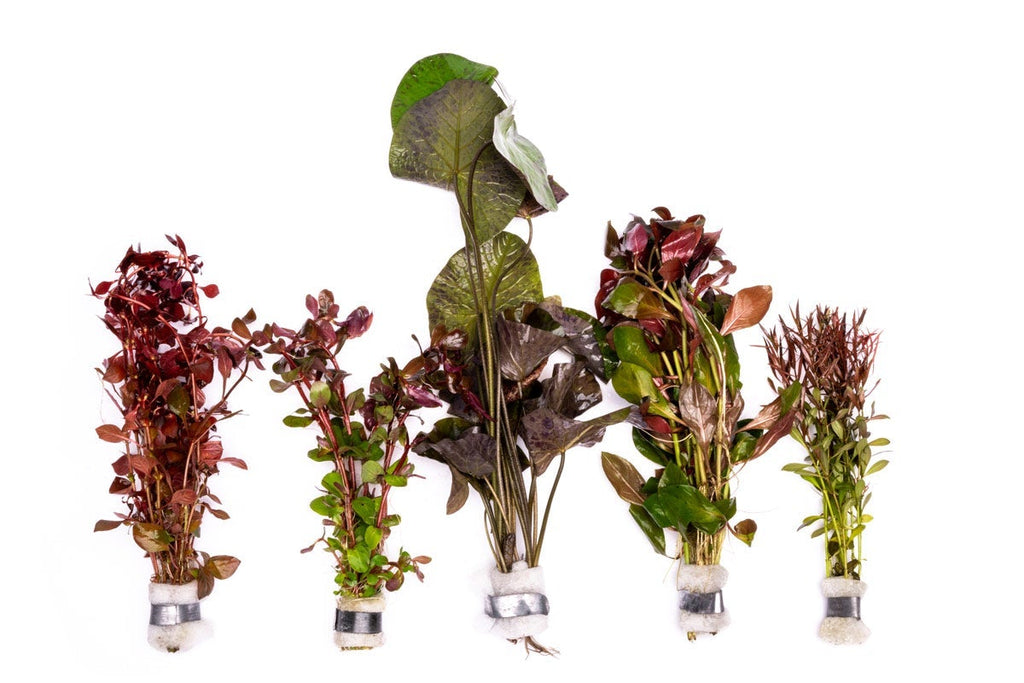 Aquarium Plant Packs For Planted Tanks At Buce Plant