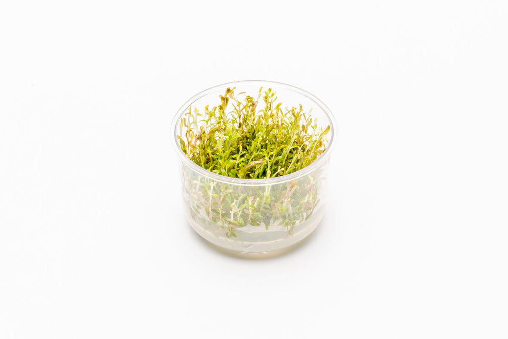 BucePlant.com - Aquascaping and Aquarium Plants Super Store — Buce Plant