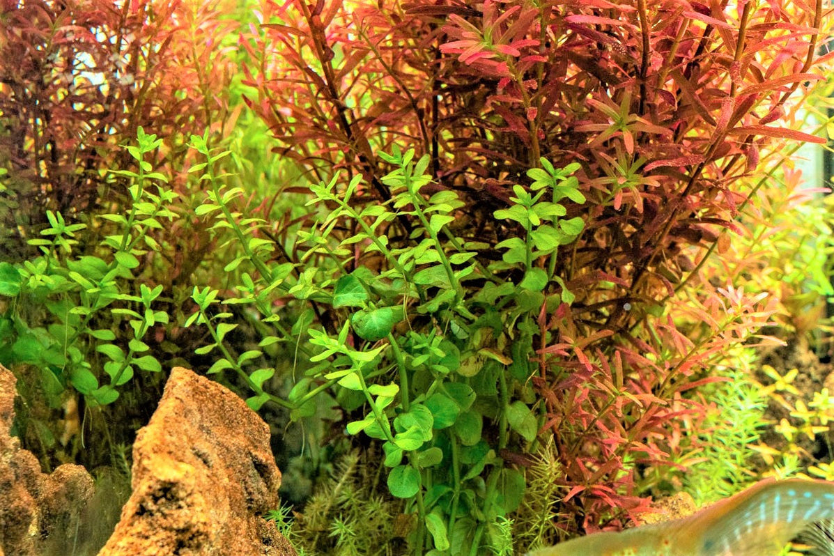 Rotala Macrandra Green Aquarium Plant - Buce Plant