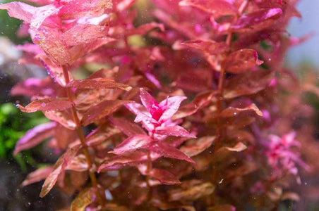 Rotala Macrandra Red Aquarium Plant — Buce Plant