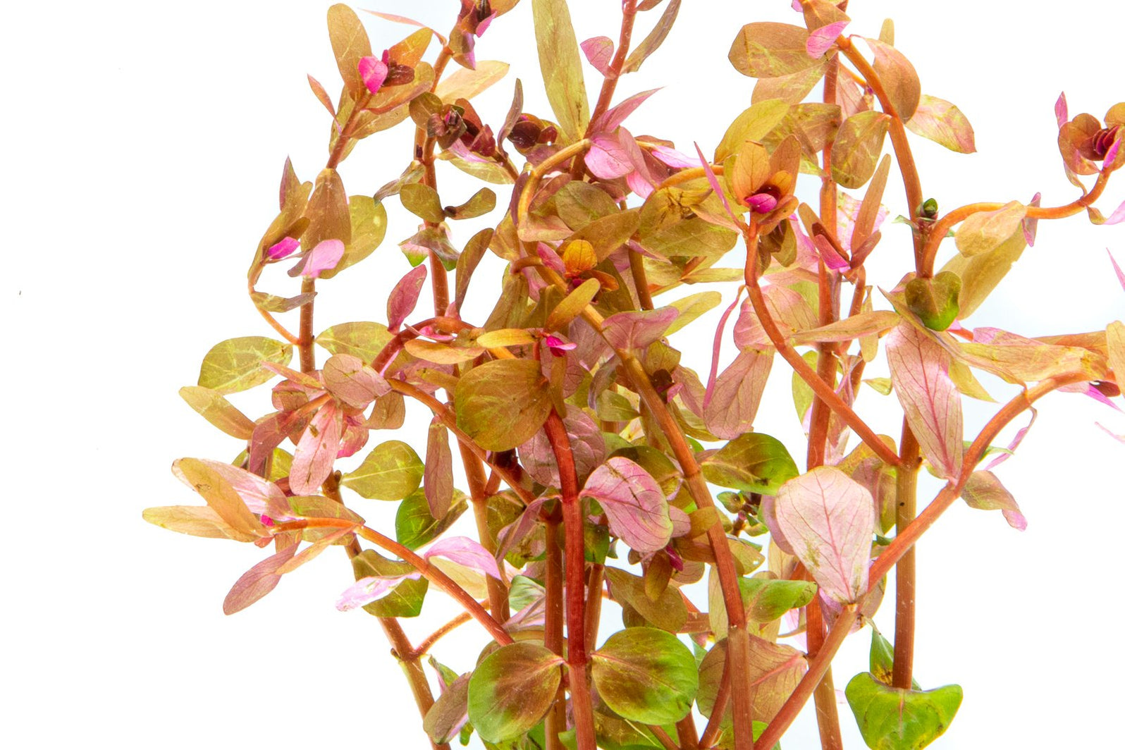Rotala Rotundifolia Red Aquarium Plant — Buce Plant