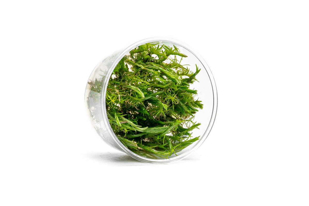Rotala Vietnam UNS Tissue Culture - Shop Buce Plant