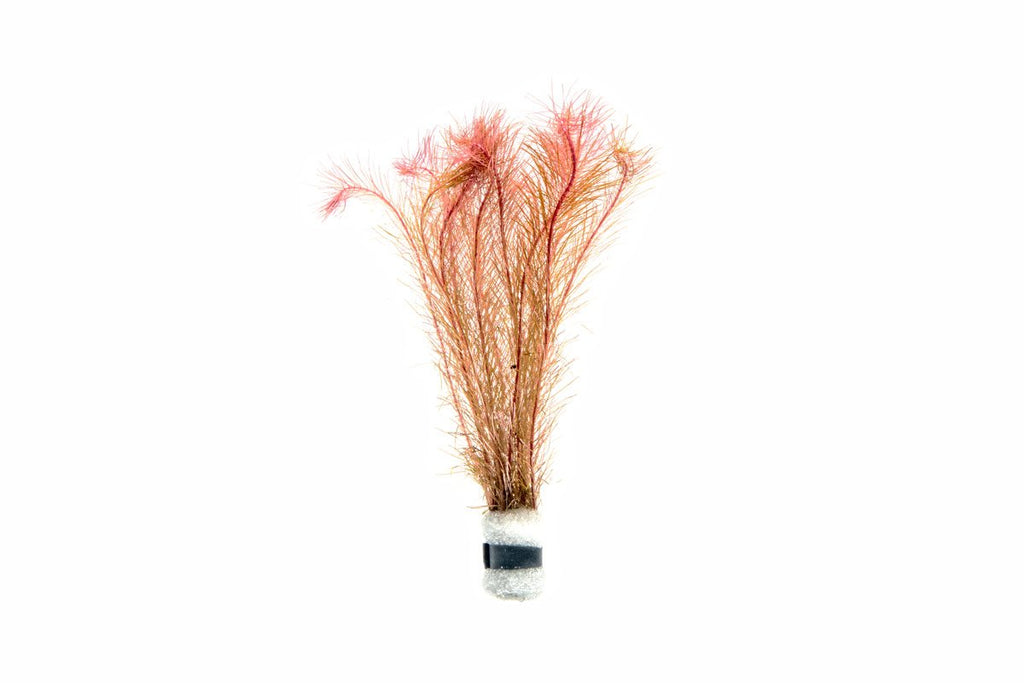 BucePlant.com - Aquascaping and Aquarium Plants Super Store — Buce Plant