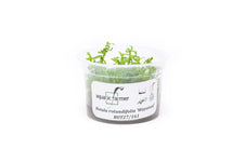 Rotala Wayanad Aquatic Farmer Tissue Culture - Buce Plant