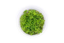 Rotala Wayanad Aquatic Farmer Tissue Culture - Buce Plant