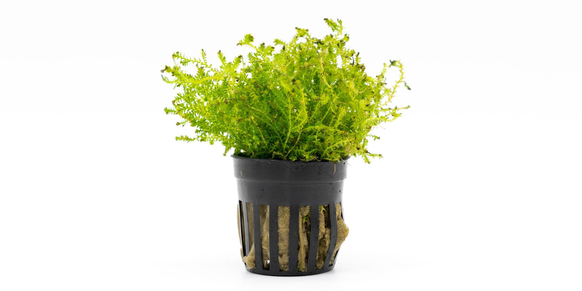 Selaginella Kraussiana Club Moss Terrarium Plant — Buce Plant