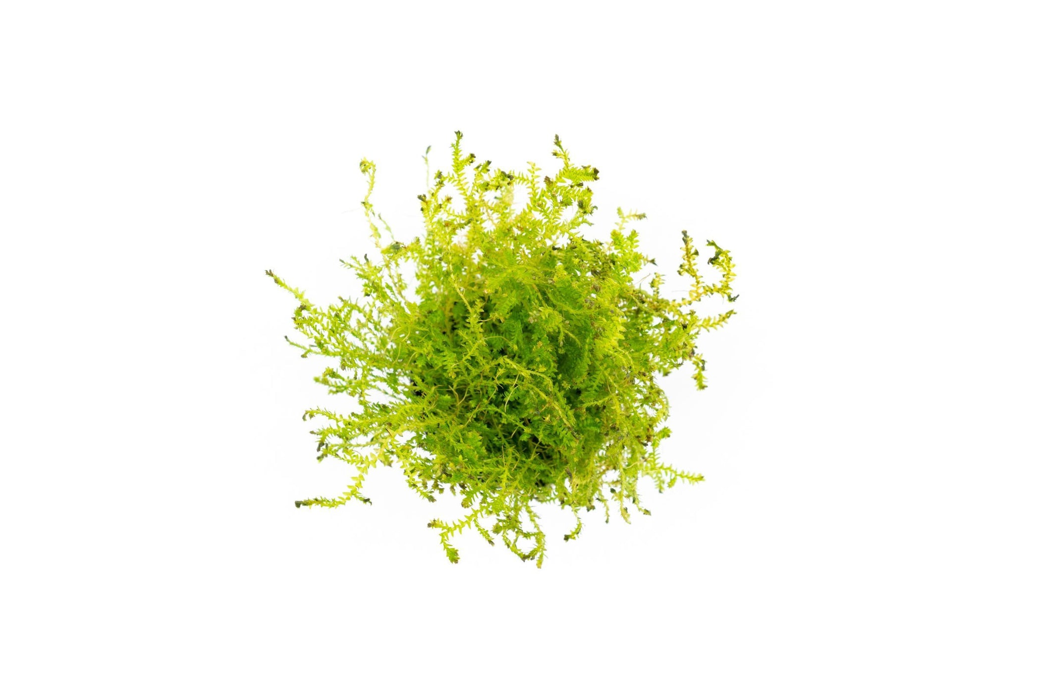 Selaginella Kraussiana Club Moss Terrarium Plant — Buce Plant