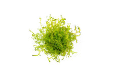 Selaginella Kraussiana Club Moss Terrarium Plant — Buce Plant