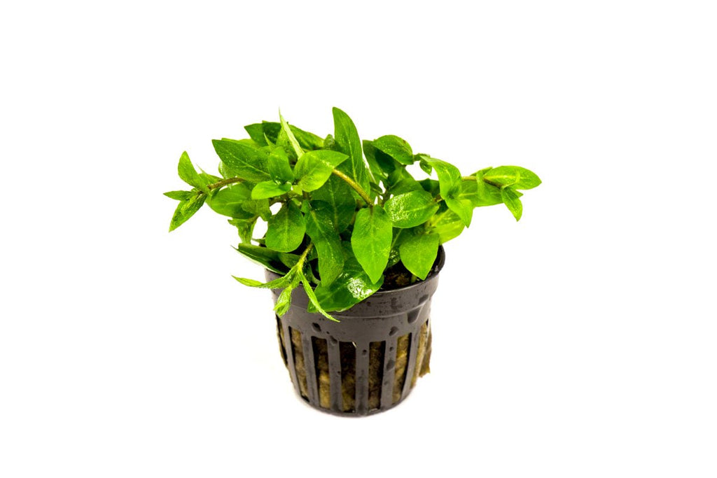 BucePlant.com - Aquascaping and Aquarium Plants Super Store — Buce Plant