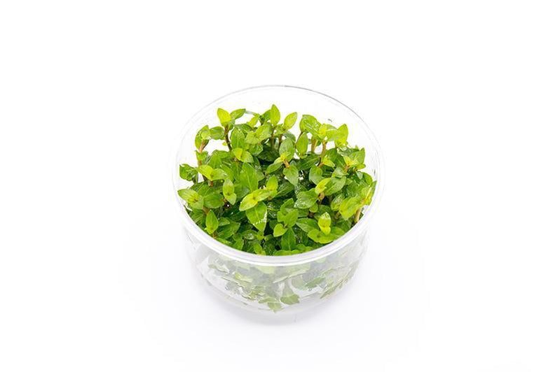 BucePlant.com - Aquascaping and Aquarium Plants Super Store — Buce Plant