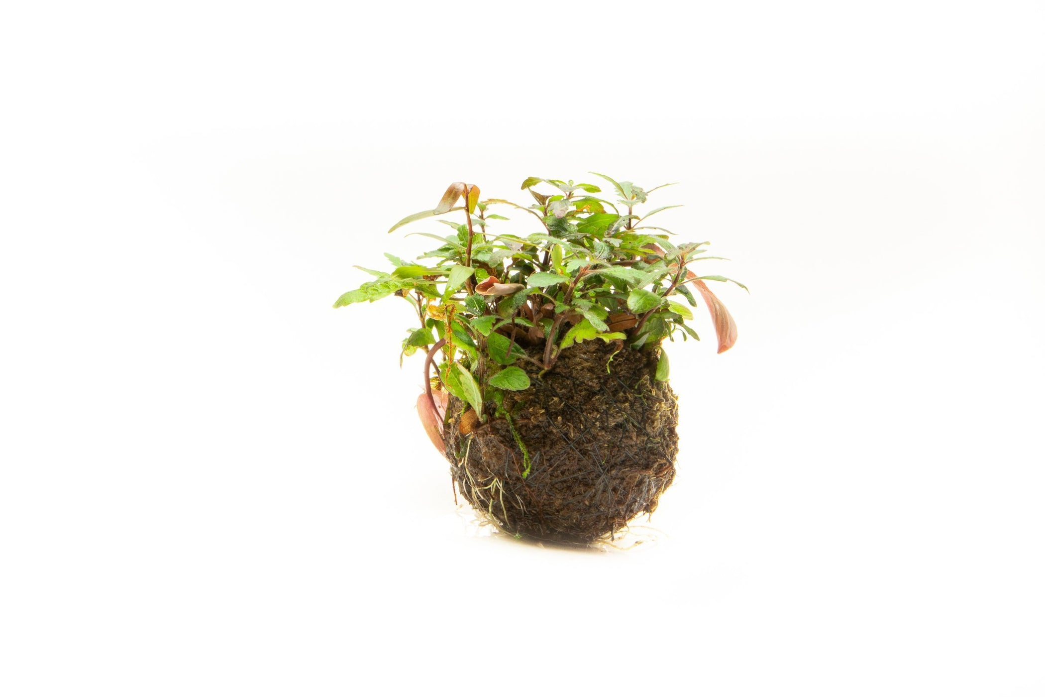 Studio Aquatica Wabi Kusa Substrate Ball — Buce Plant