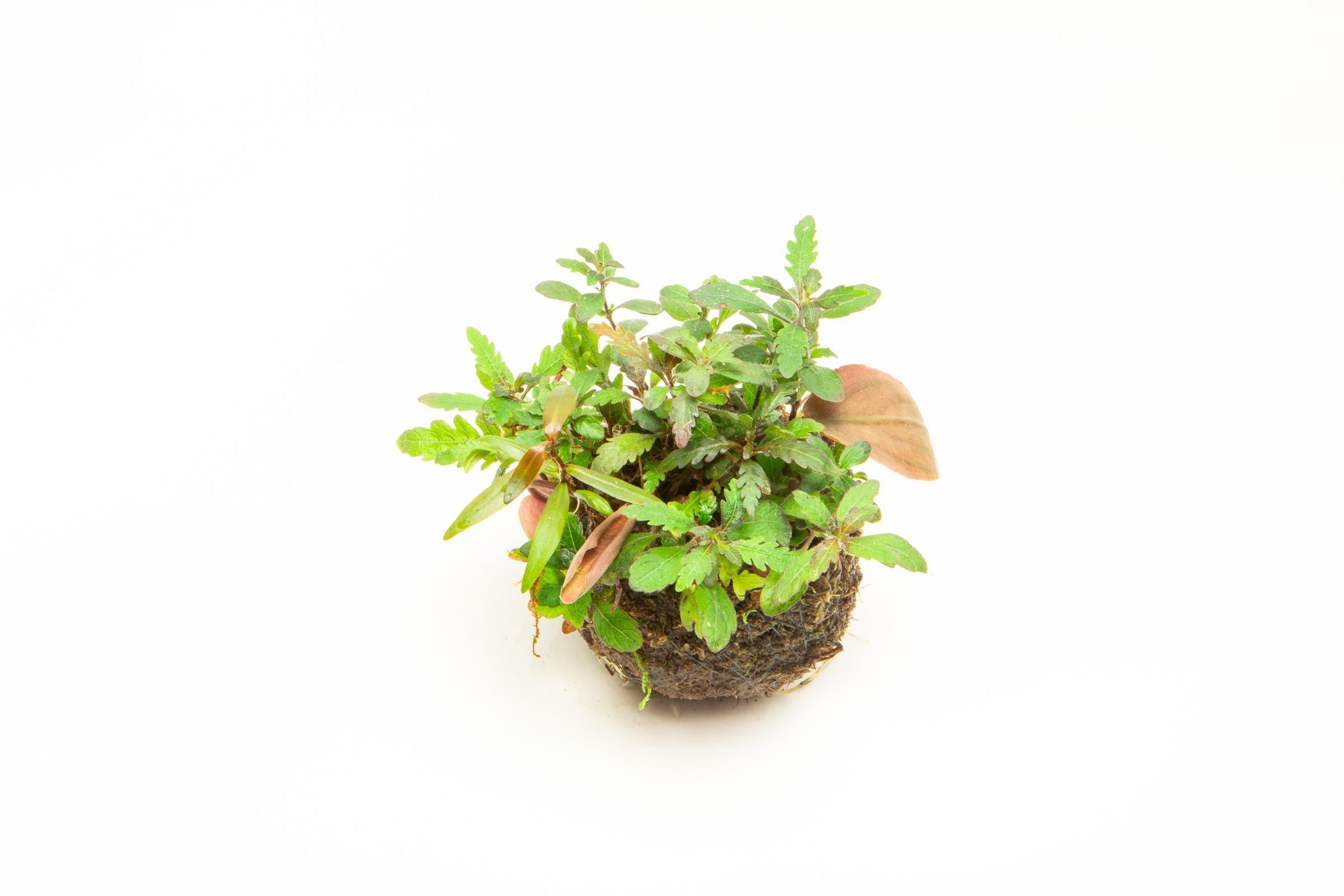 Studio Aquatica Wabi Kusa Substrate Ball — Buce Plant