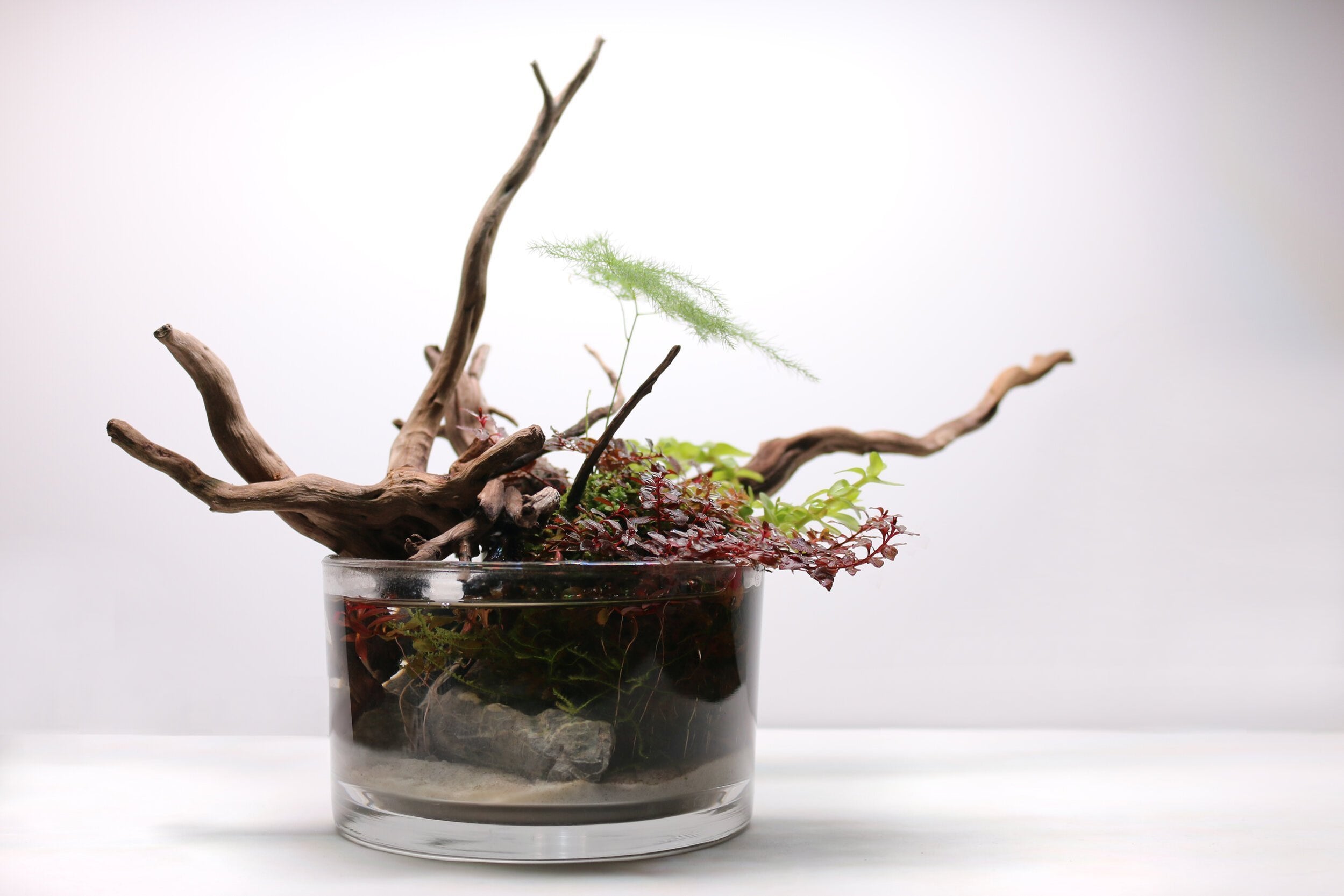 Studio Aquatica Wabi Kusa Substrate Ball — Buce Plant