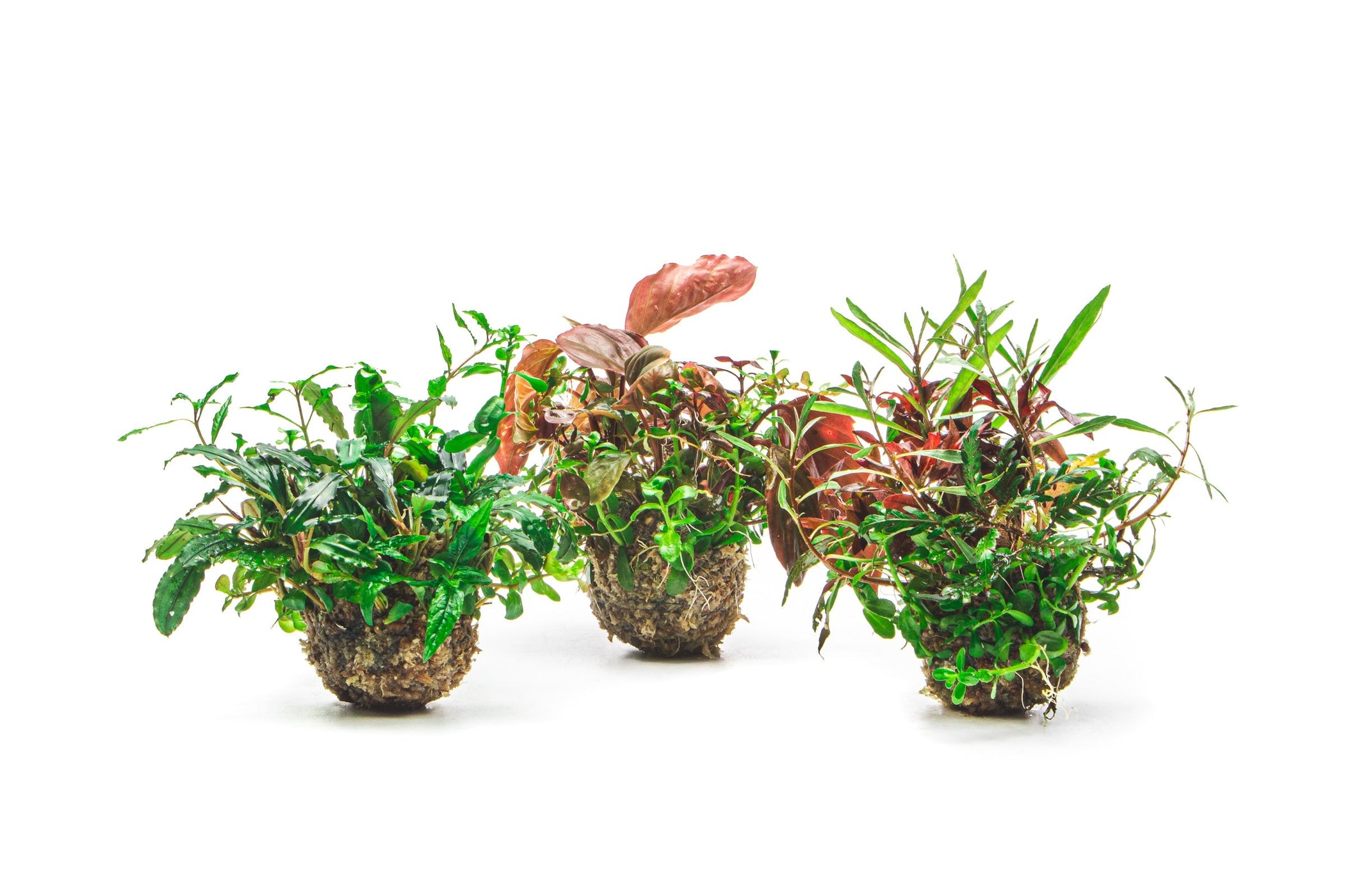 Studio Aquatica Wabi Kusa Substrate Ball — Buce Plant