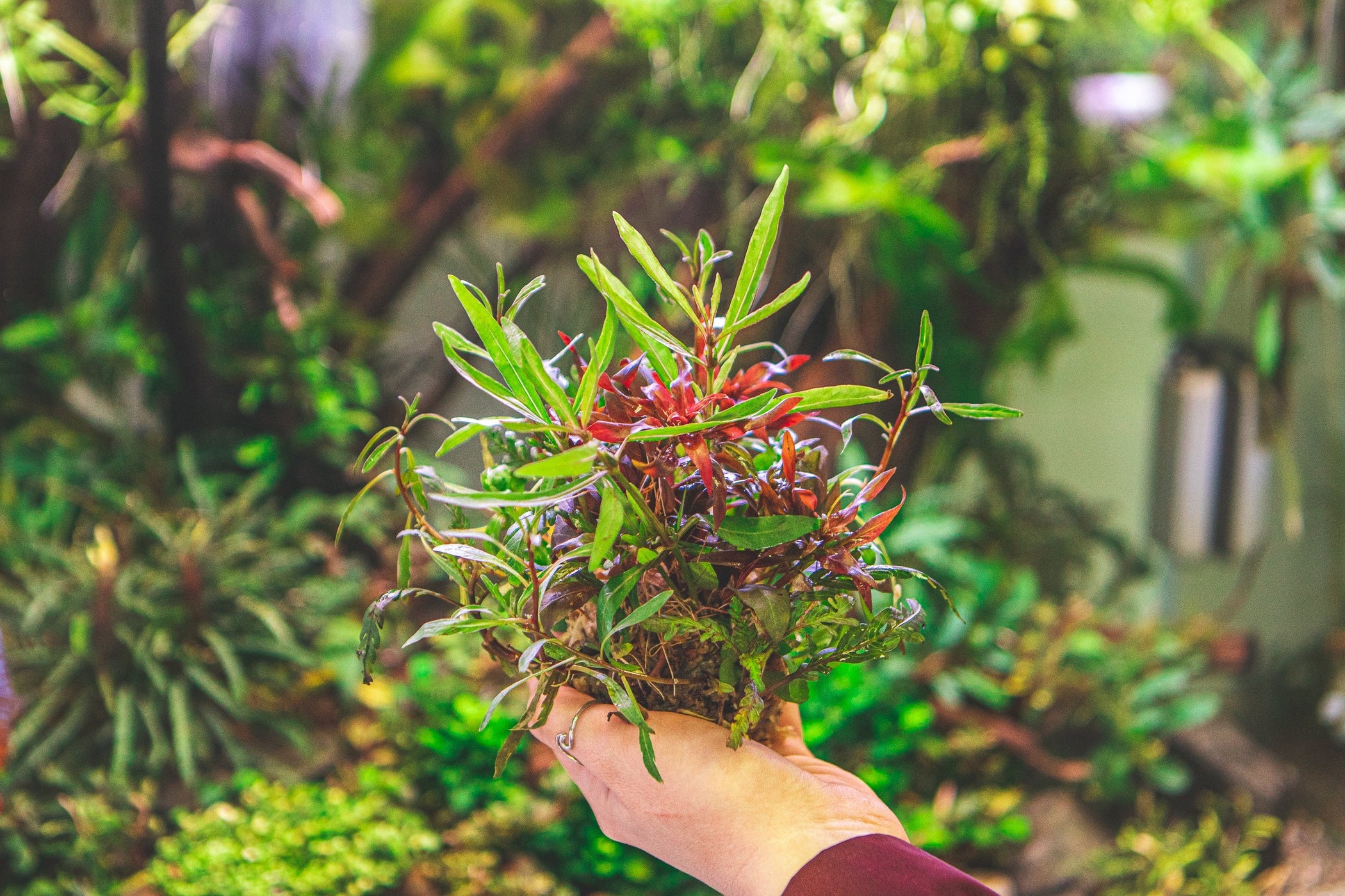 Studio Aquatica Wabi Kusa Substrate Ball — Buce Plant