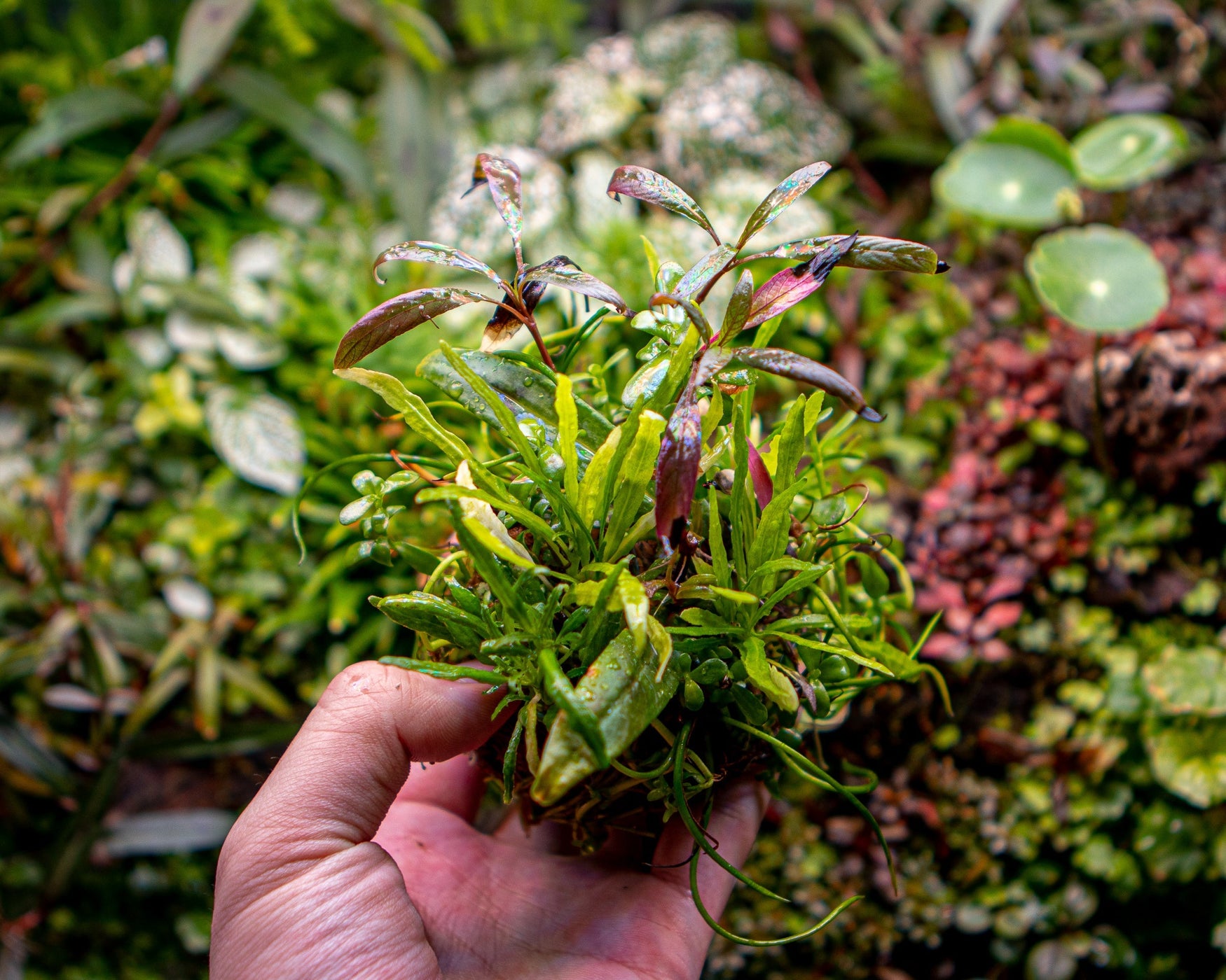 Studio Aquatica Wabi Kusa Substrate Ball — Buce Plant