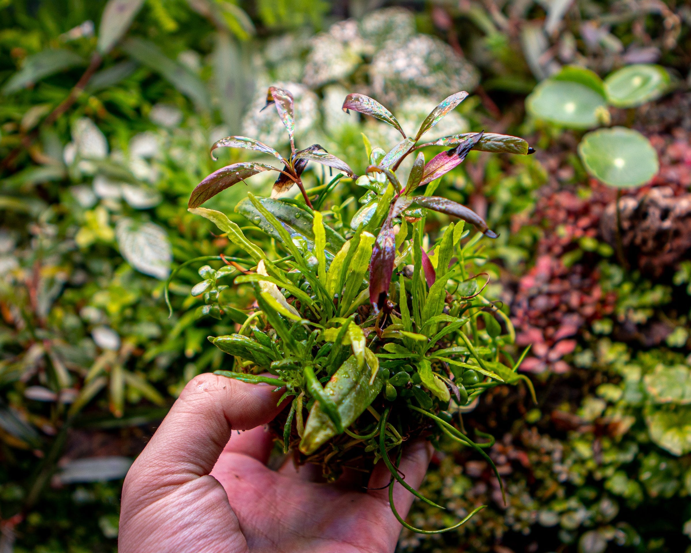 Studio Aquatica Wabi Kusa Substrate Ball — Buce Plant