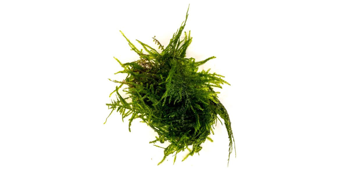 Taxiphyllum Sp Spiky Moss Aquarium Plant — Buce Plant
