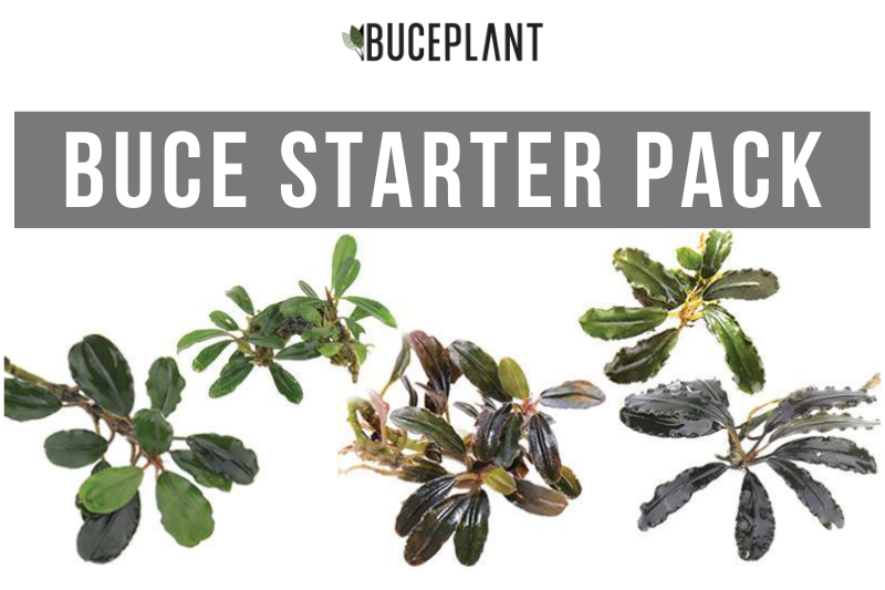 Team Buce Bucephalandra Starter Pack — Buce Plant